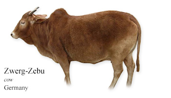 The Cow Wall® Alphabetical - A-Z Cattle Breed Picture Reference ...